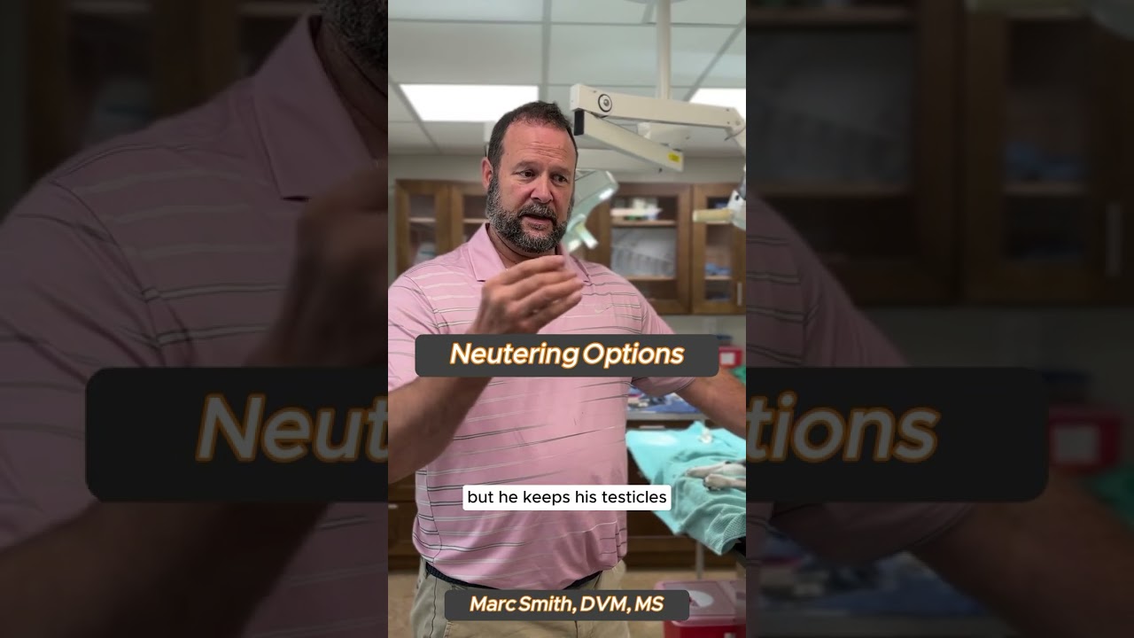 Neutering Options: What You Need to Know by Marc Smith, DVM, MS
