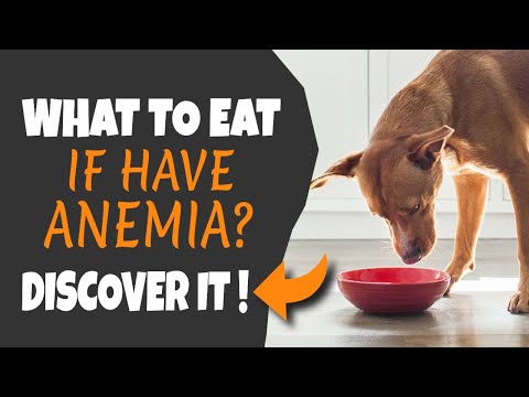 🐶🥣 FOODS for dogs WITH ANEMIA (What to eat)