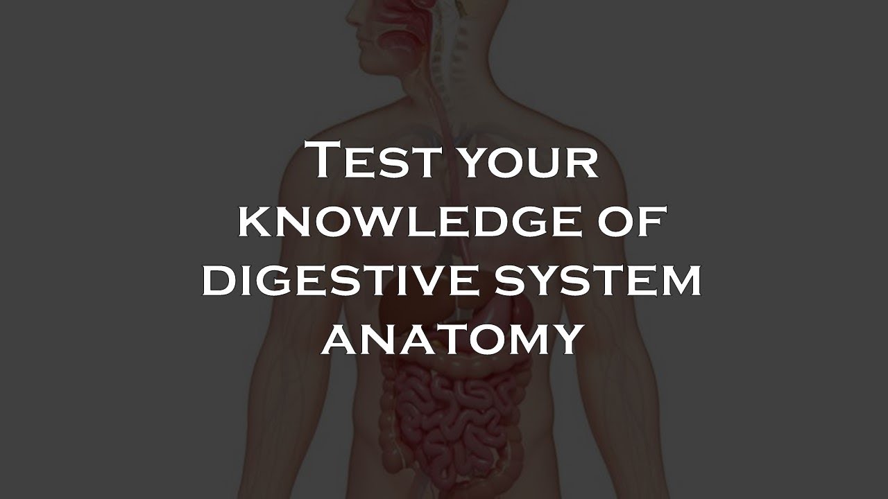 Test your knowledge of digestive system anatomy