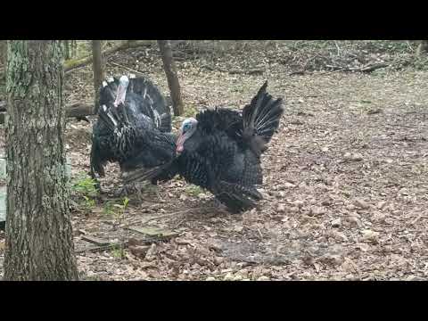 Black Spanish Turkeys acting like turkeys.