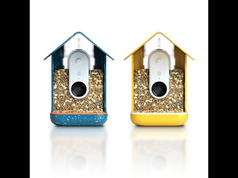 Techstination Interview: Ready for the #BirdBuddy smart birdfeeder?