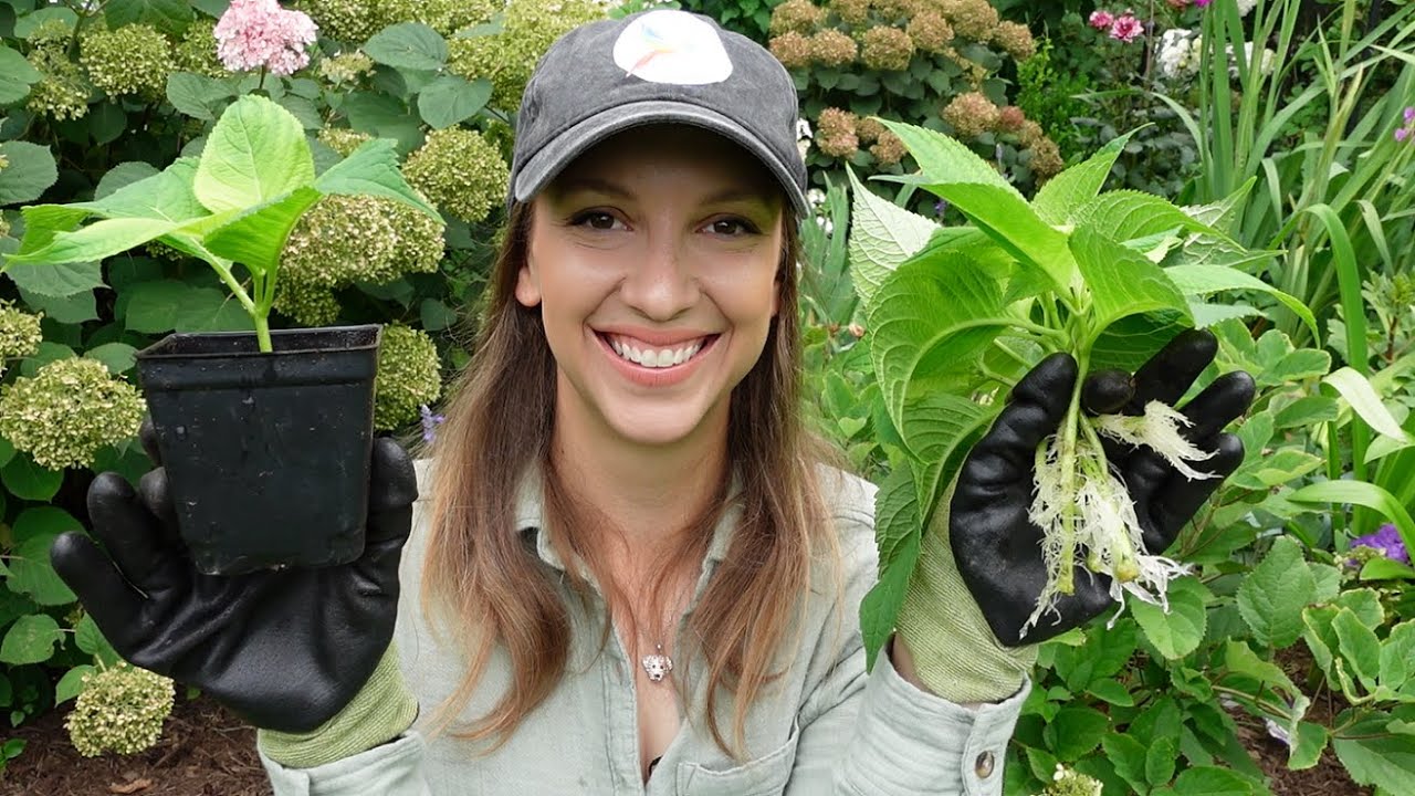 How to Propagate Hydrangeas!!! A Quick, Easy, and Effective Way to Propagate Unpatented Hydrangeas