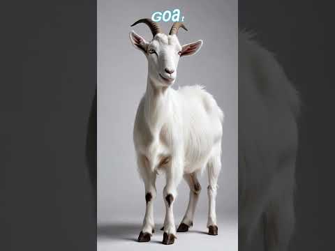 Kids' Zoo | Awesome Animals with Names Starting with G