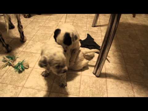 Llewellin Setter puppies in all live’n it up! – PAINT RIVER SETTERS