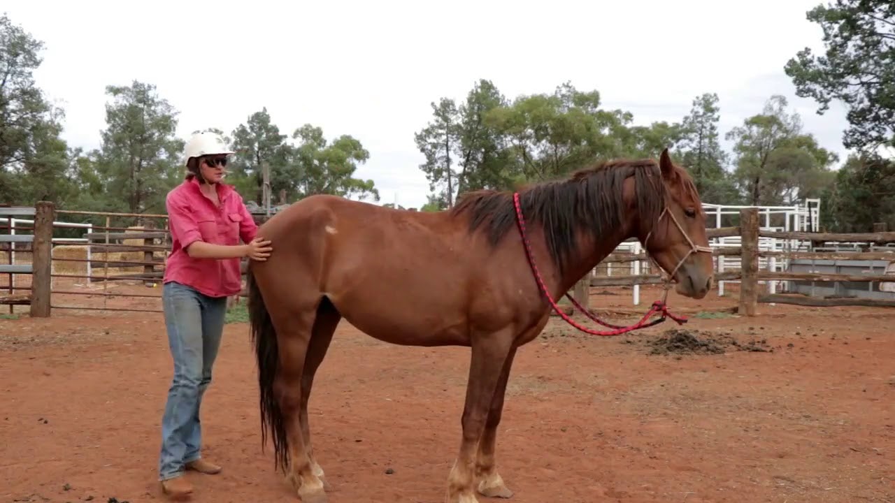4BP Horses Training DVD