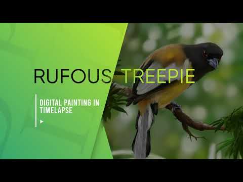 Drawing a Rufous Treepie in Photoshop (Time-lapse)