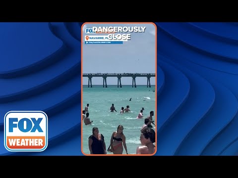 'Get Out Of The Water': Shark Swims Dangerously Close To Swimmers At Florida Beach
