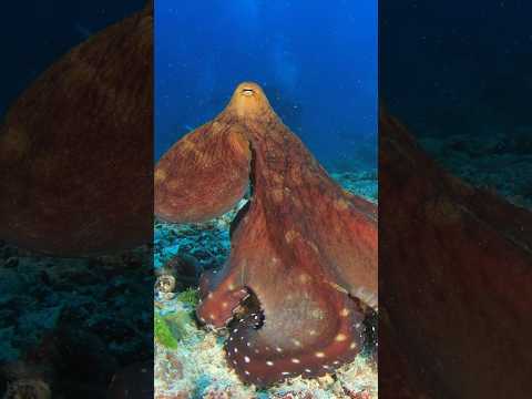 Why are Octopuses so smart? Octopus intelligent documentary.