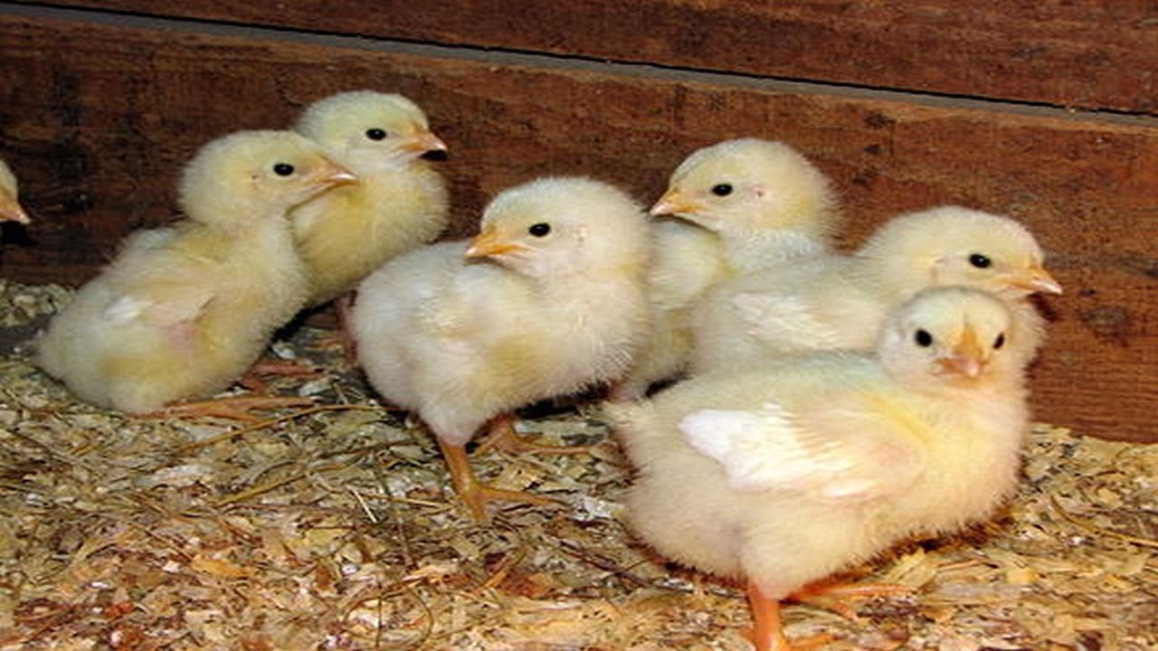 Poultry Bird Flu: Aviagen US Has slaughtered chickens on an Alabama farm for fear of the disease.