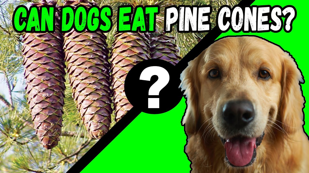 Can Dogs Eat Pine Cones?
