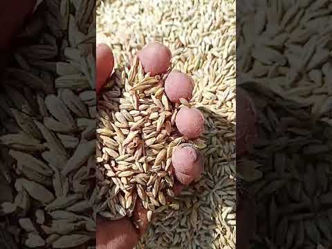 barley seed/ jaoe