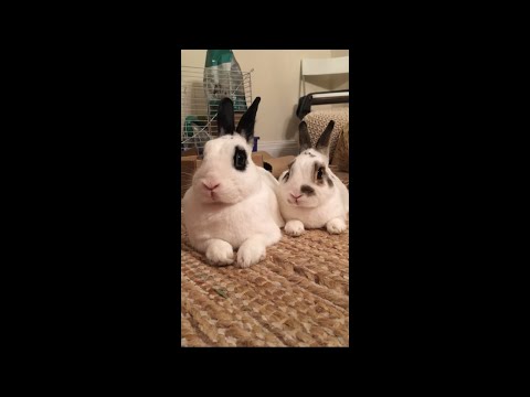 Rabbits Moving Ears and Standing up Together in Synchronization