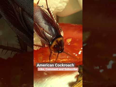 American Cockroach: Originated from Africa