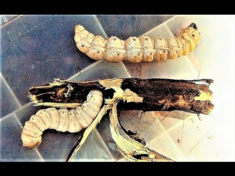 30 Most EDIBLE Insects & Spiders