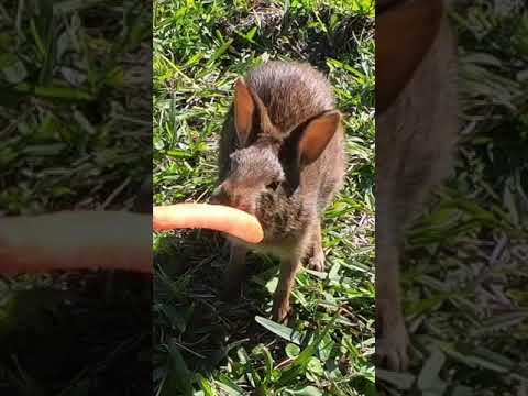 Carrots for Wild Rabbits #rabbits #rabbit # #verobeach #beachbunny