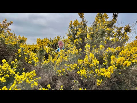 Furze or Gorse with John Feehan in May, Wildflowers of Offaly series