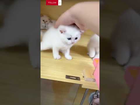 play with pet to make fun