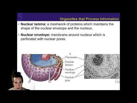 The Nucleus