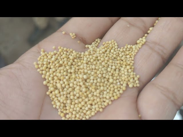 Agri Products - Tilli Safed - Til - White Natural Sesame Seeds ...