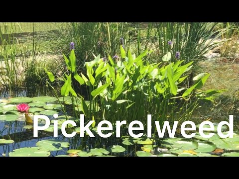 Pickerelweed growing naturally at Pennsylvania’s John Heinz National Wildlife Refuge