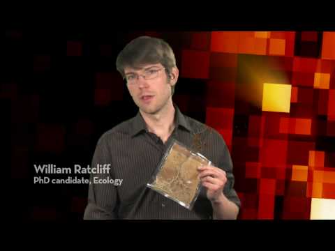 PhD dissertations in one minute or less