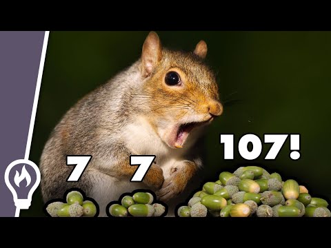 How Oak Trees Manipulate Squirrels To Abandon Their Acorns