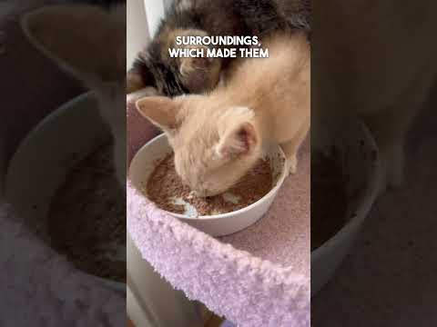 What's on your cat's mind during dinnertime?