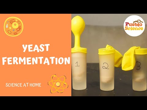 Yeast Fermentation