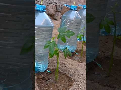 how to make homemade drip irrigation system with big bottles #dripirrigation