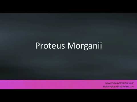 Pronunciation of the word(s) "Proteus Morganii".