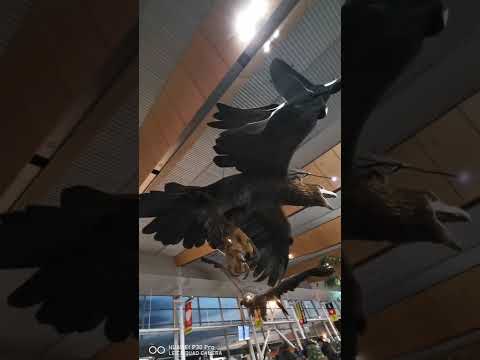 EAGLE ART | WELLINGTON AIRPORT NEW ZEALAND