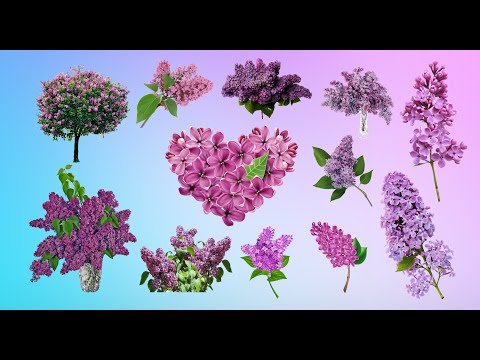 Lilac Flowers PNG Collections |Clip-art Png |