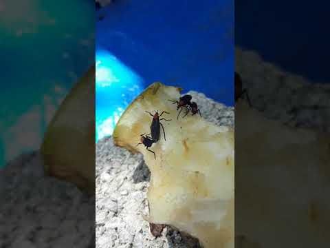 Love bugs eating