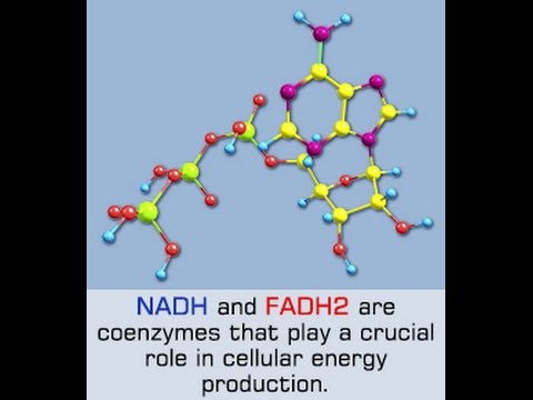 Function of NADH and FADH2