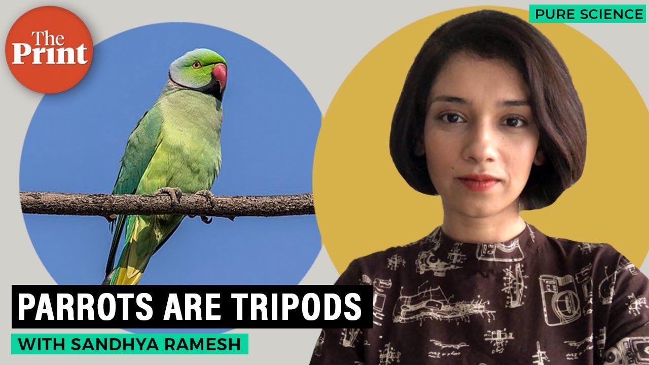 Birds of the parrot family use their beak as third limb