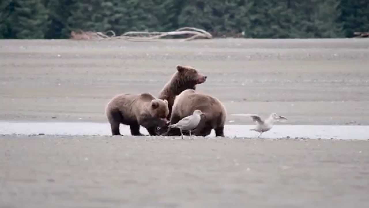 Over the Mountains: The Lives of Inland Brown Bears in Lake Clark National Park & Preserve