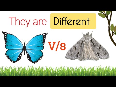 Butterfly Vs Moth 🌟
