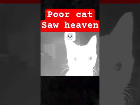 funny Facebook videos #1 #funny #facebook #heaven #cat #meme #shorts