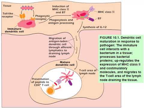 Activation and function of T and B cells 1