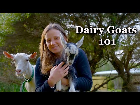 Watch this before getting Dairy Goats: A Beginner's Guide to Maximizing Your Herd's Potential