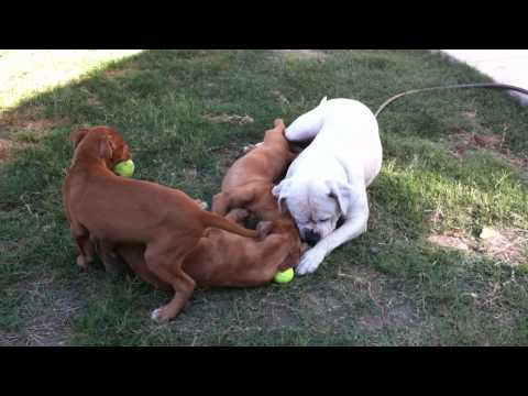 lola and her foster pups
