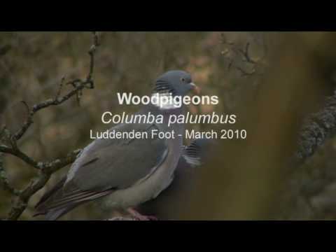 Woodpigeon's Silent Courtship