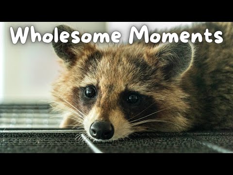 WHAT was this RACCOON Thinking π€£ | Wholesome Moments