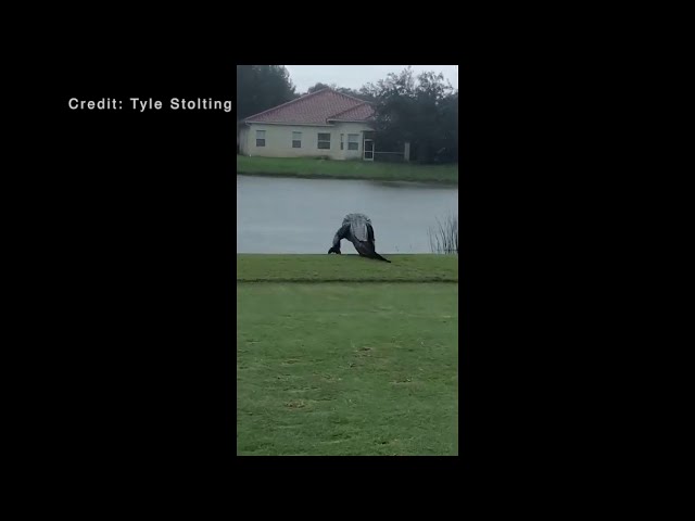 Another Gigantic Alligator Spotted on Golf Course in Florida - Nerdist