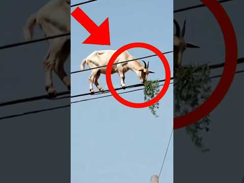 "Top 4 Animals That Climb Trees Like Monkeys!#AnimalFacts#cat#short