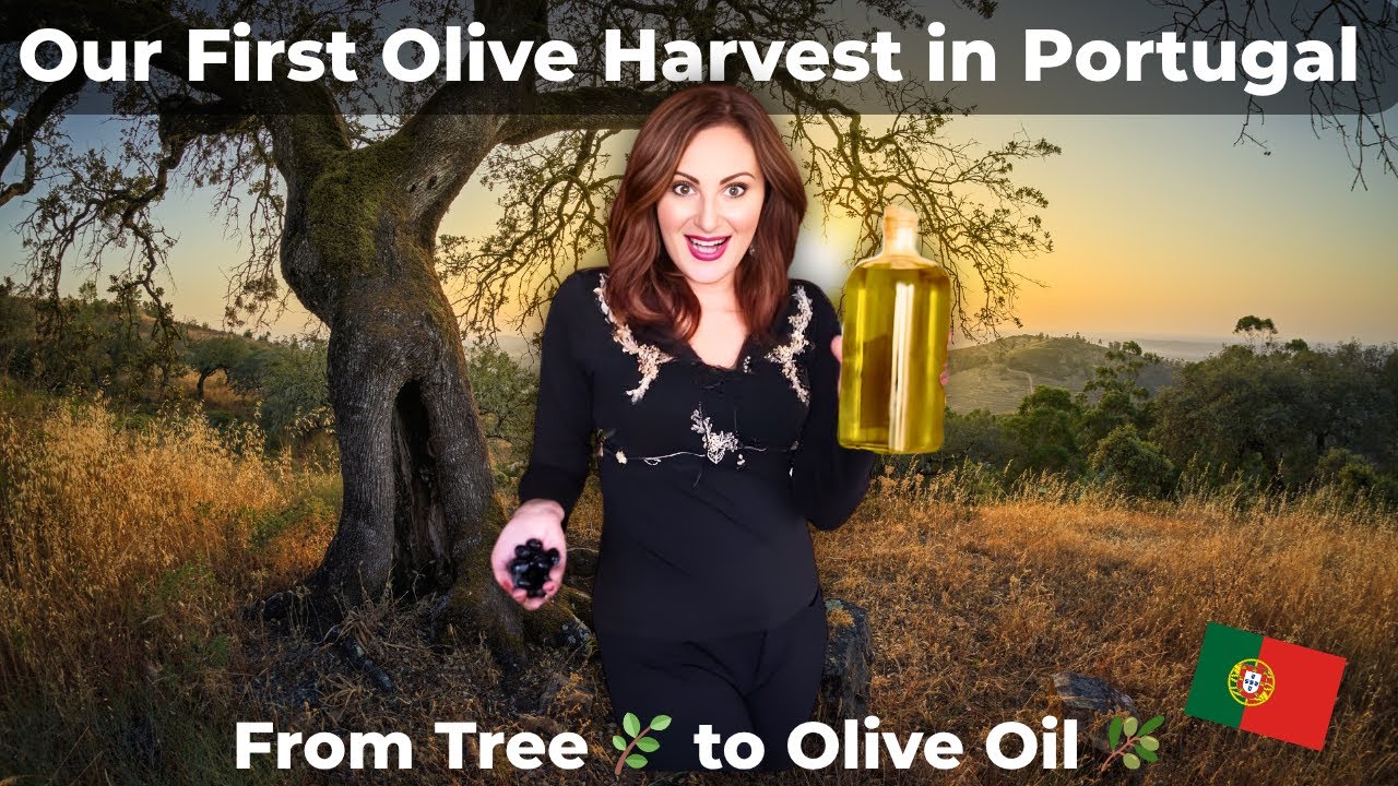 🫒 Our First Olive Harvest in Portugal 🇵🇹 | From Tree to Olive Oil