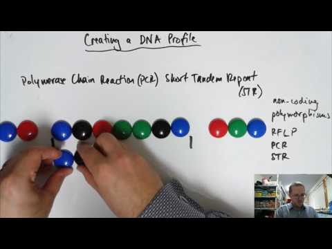 Creating a DNA Profile