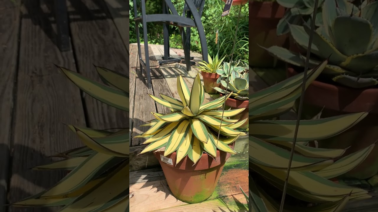 Agave make excellent container plants: large variety, low maintenance, and deer resistant