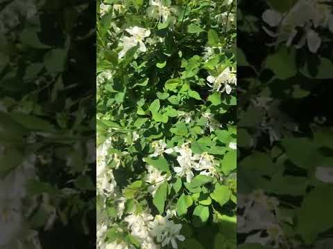 Dicot bush