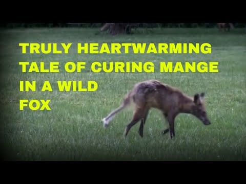 🦊TRULY HEARTWARMING story of the cure of a US male #fox of mange with Ivermectin at a rescue project